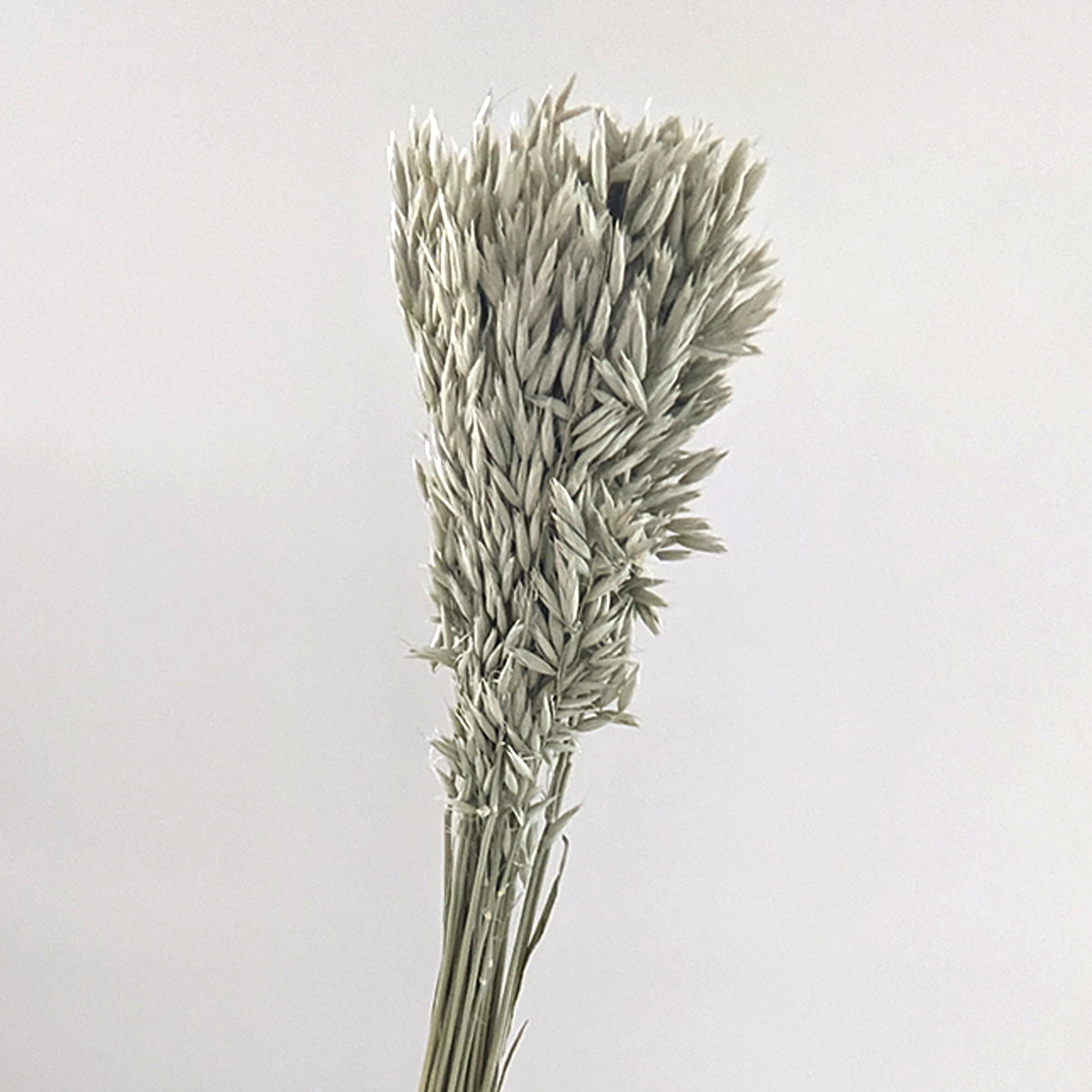 Oats & Designer Blooms Canada